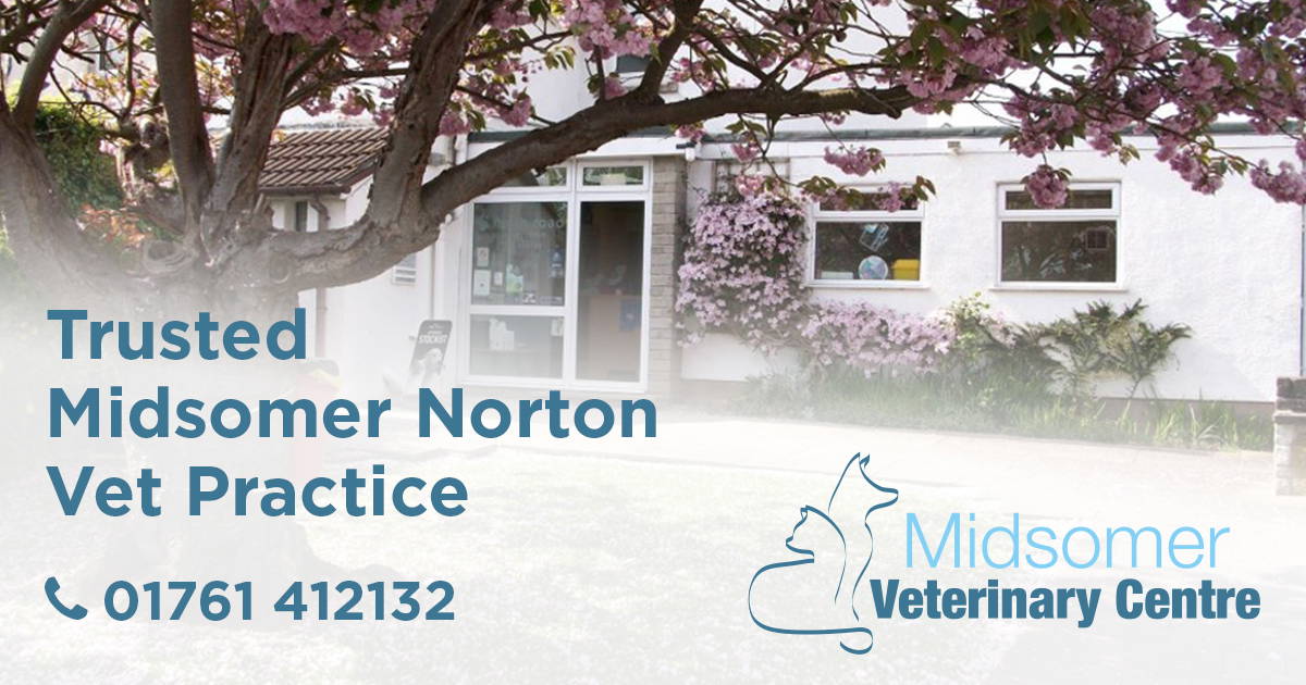 Contact Midsomer Vets your trusted local vet | 01761 412132