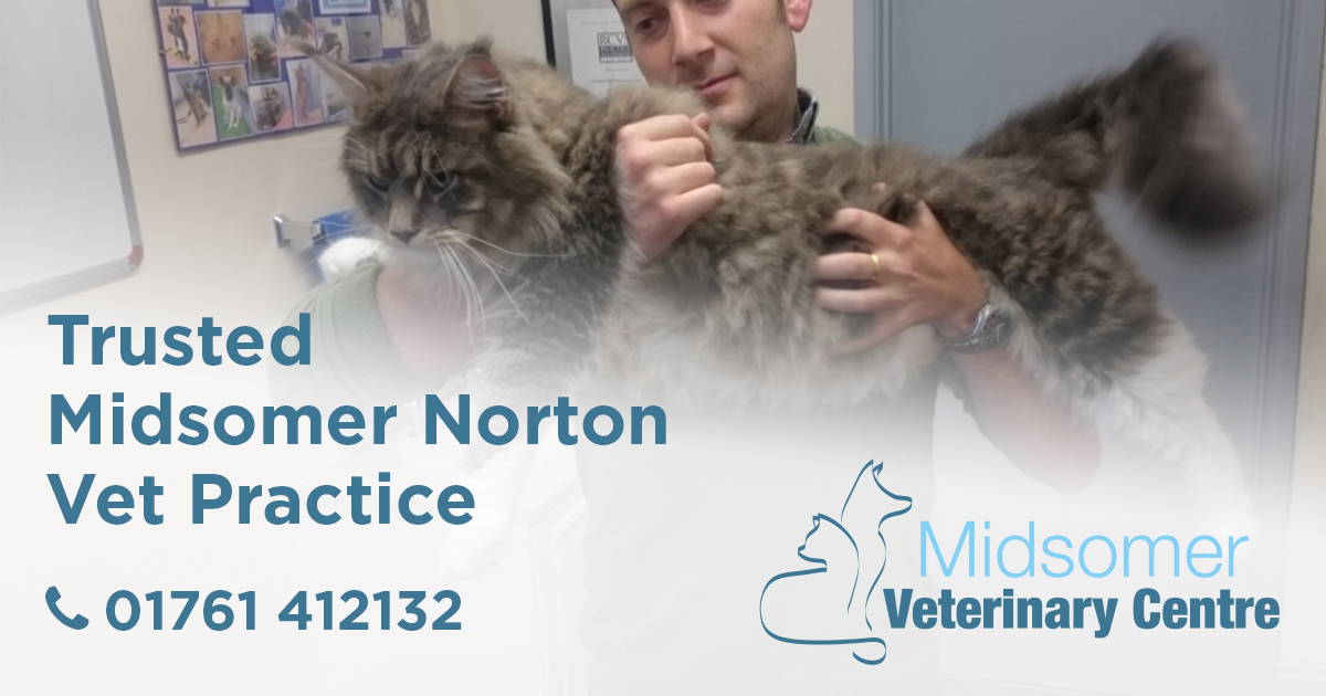 Meet the amazing veterinary team at Midsomer Vets | Friendly & Caring