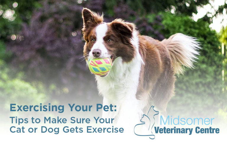 Exercising Your Pet: Tips to Make Sure Your Cat or Dog Gets Exercise