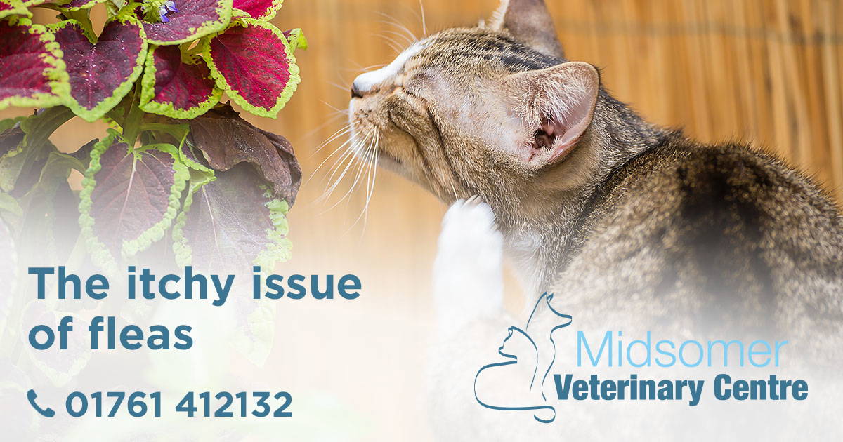 The Itchy Issue of Fleas: A Risk for Your Pet and Your Family