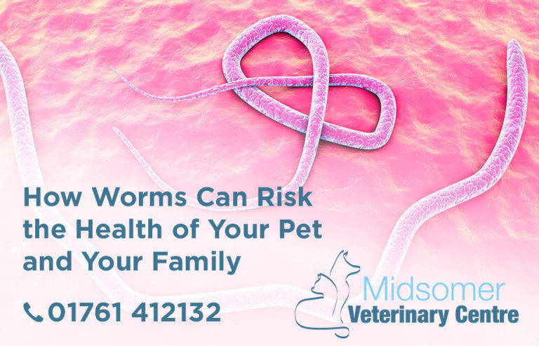 How Worms Can Risk the Health of Your Pet and Your Family