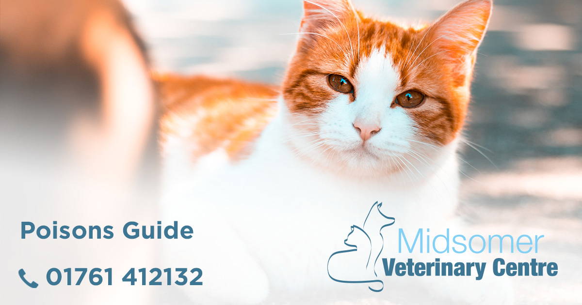 Helpful Interactive Pet Poisons Guide | Midsomer Vets