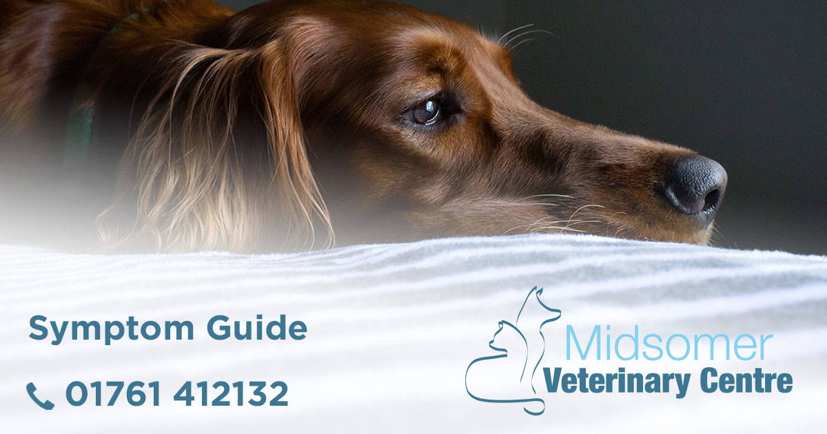Helpful Interactive Pet Symptom Guide | Midsomer Vets