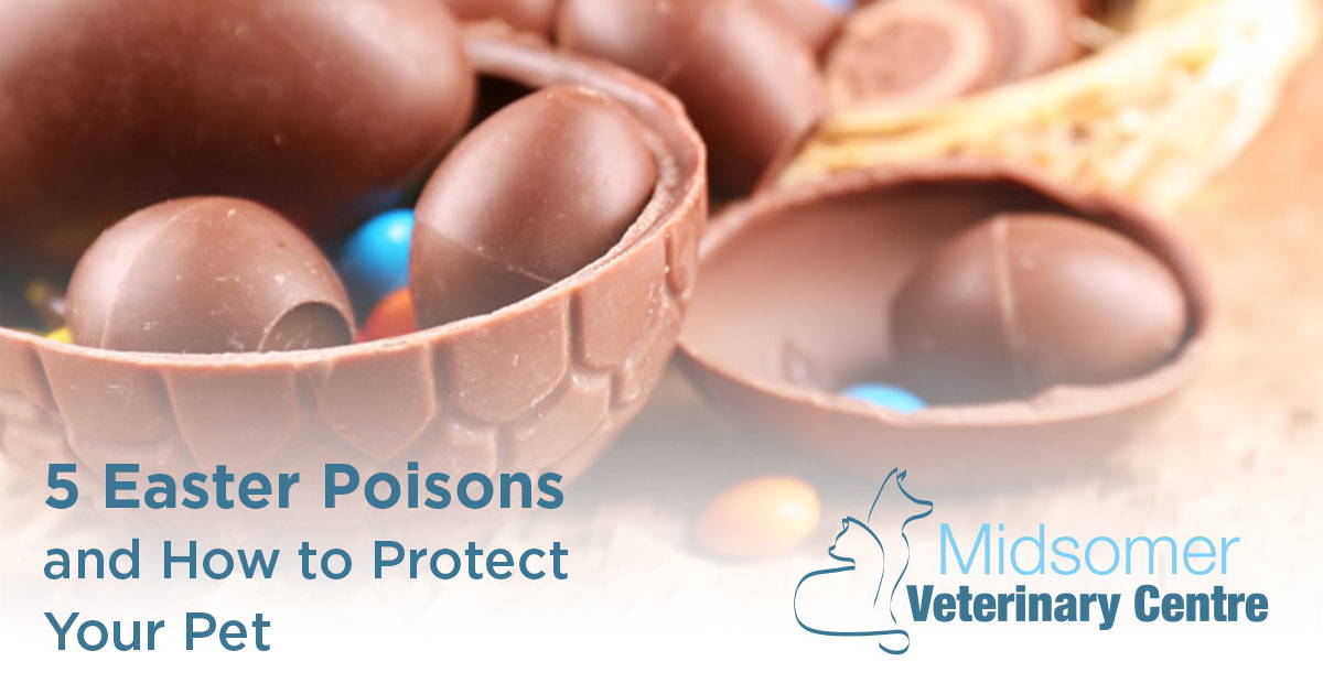 5 Easter Poisons and How to Protect Your Pet | Midsomer Vets