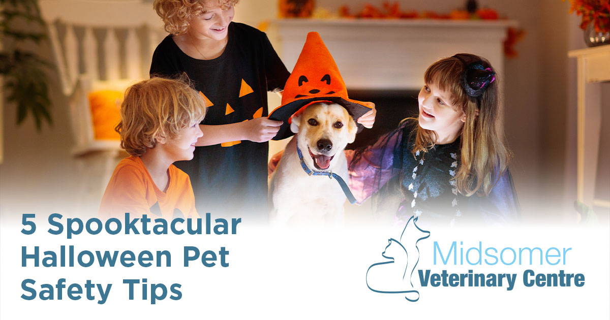 5 Spooktacular Halloween Pet Safety Tips - Midsomer Veterinary Centre