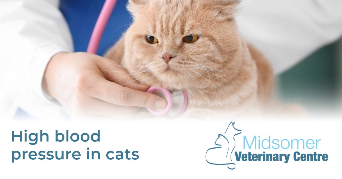 High blood pressure in cats - Midsomer Veterinary Centre
