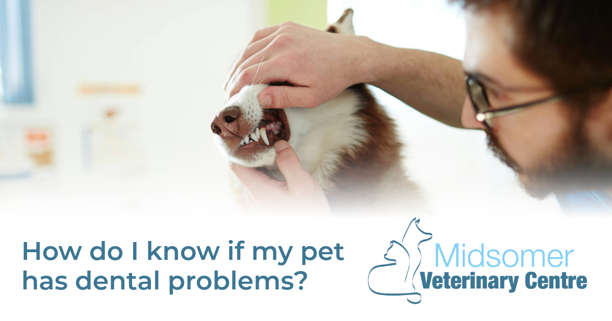 How do I know if my pet has dental problems | Midsomer Vets