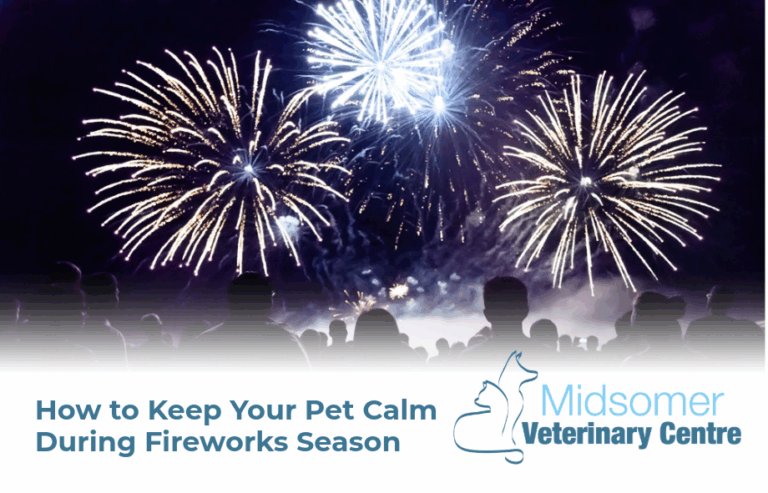 How to Keep Your Pet Calm During Fireworks Season | Midsomer Veterinary ...