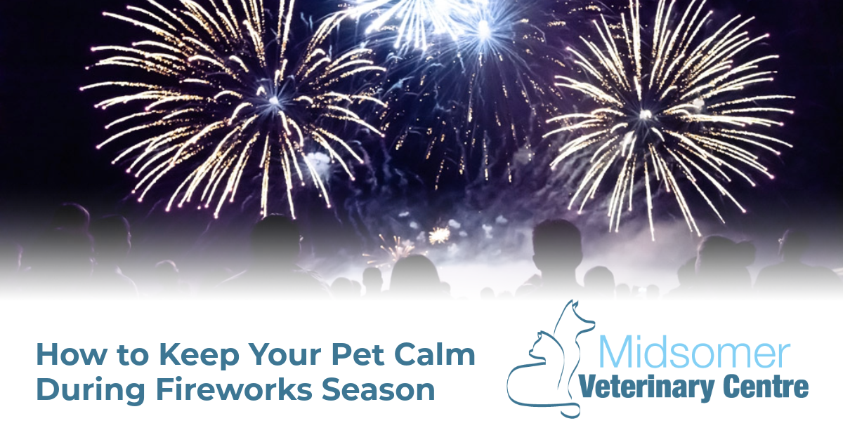 How to Keep Your Pet Calm During Fireworks Season | Midsomer Veterinary ...